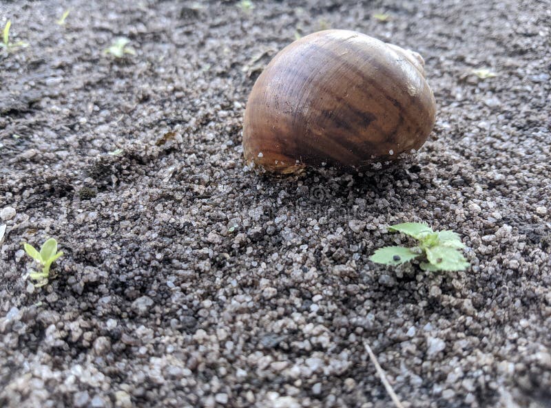 Conch Shells on Brown Sand and Plants Stock Image - Image of tiny, sand ...