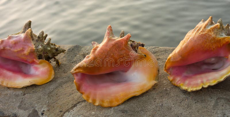 Conch Shells in the Caribbean Stock Image - Image of edible, outdoors ...