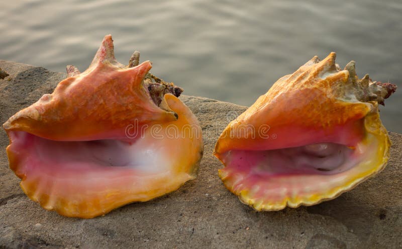 Conch Shells in the Caribbean Stock Image - Image of shiny, nature ...