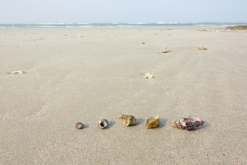 Conch shells stock photo. Image of animals, snail, life - 356883592