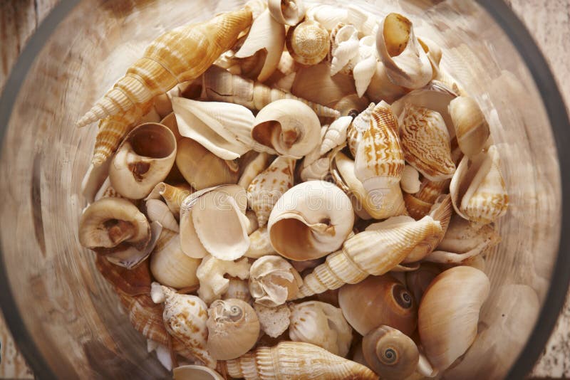 Conch shells stock image. Image of shell, star, large - 31708917