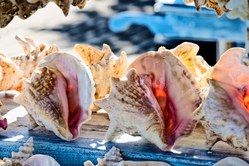 Conch Shells stock photo. Image of great, three, colors - 85928120