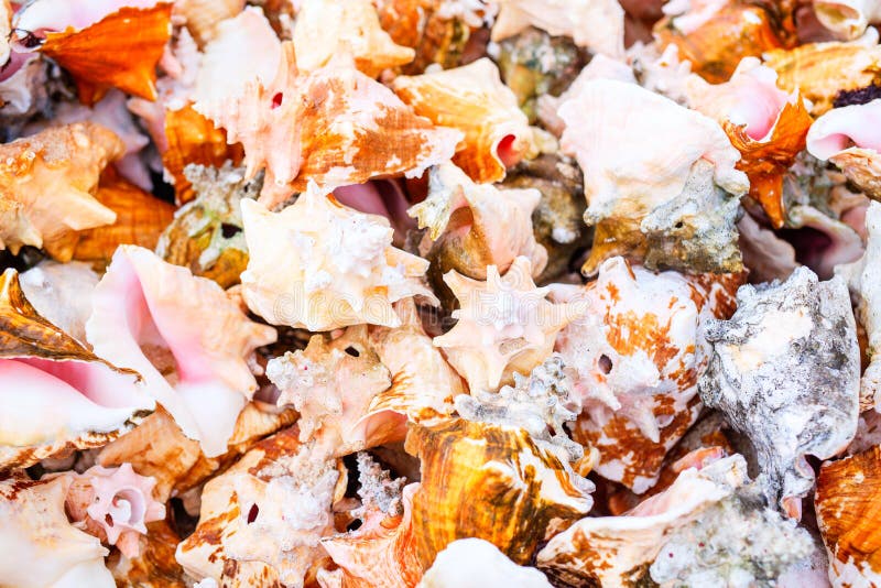 Conch shells stock photo. Image of crustacean, souvenir - 149398842