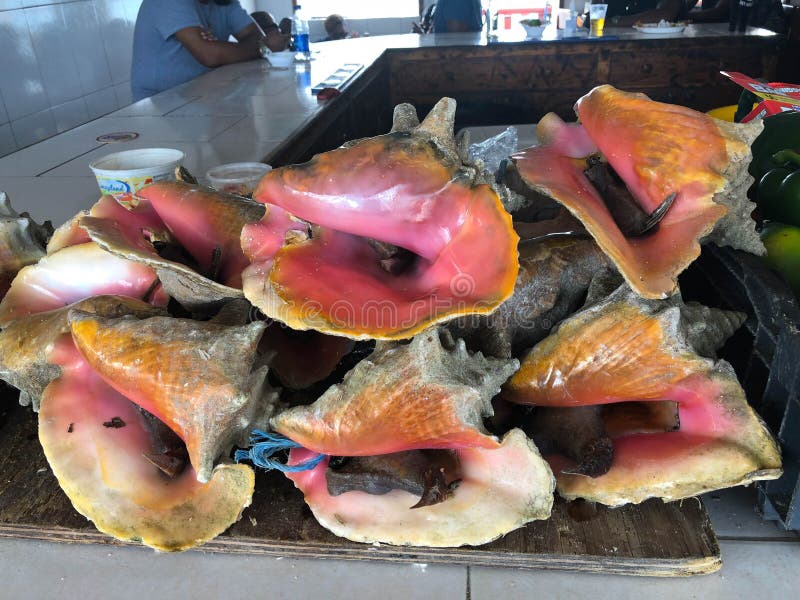 Conch Shells in a Restaurant Stock Photo - Image of activities ...