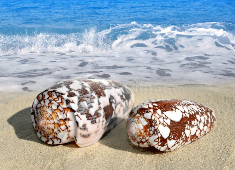 Conch shells stock photo. Image of island, conch, beautiful - 42560940