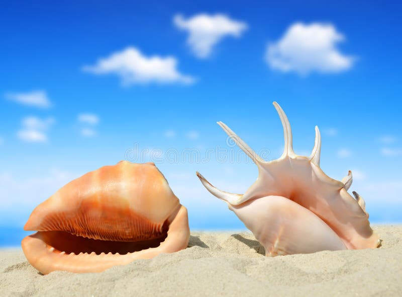 Conch shells stock photo. Image of summer, pacific, peaceful - 45147250