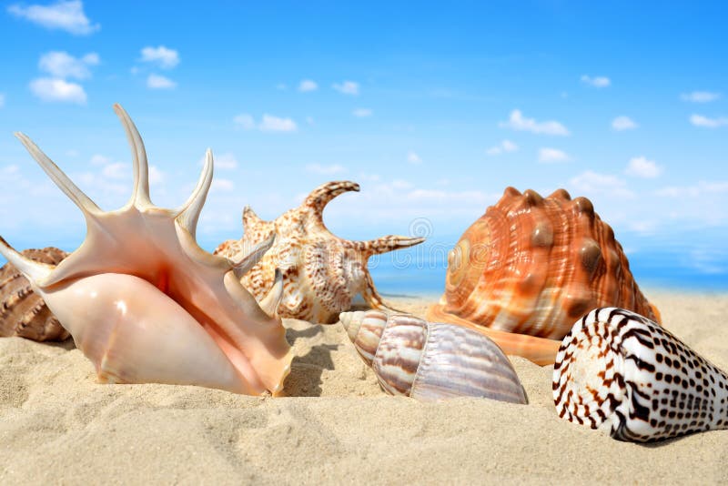 Conch shells stock photo. Image of island, shell, shore - 42805226
