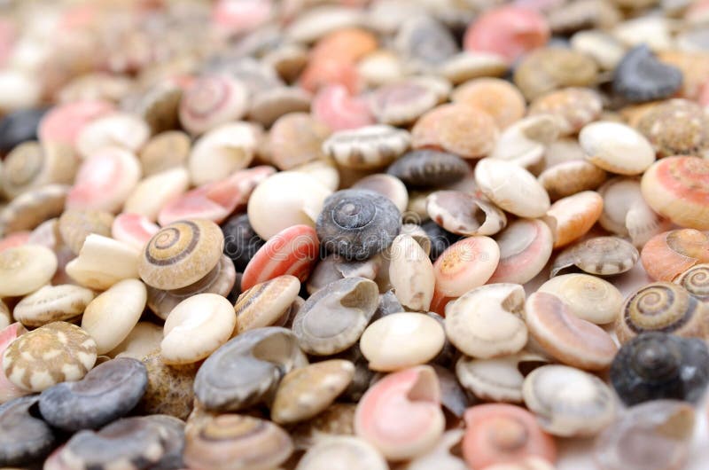 Conch Shells. stock photo. Image of pattern, nature - 189736466