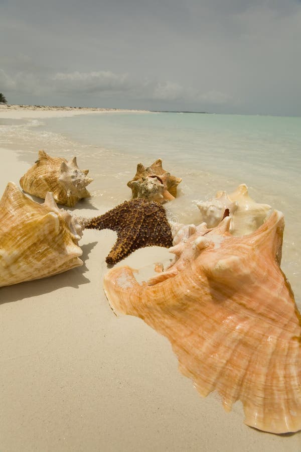 Conch shells and starfish stock image. Image of starfish - 11039235