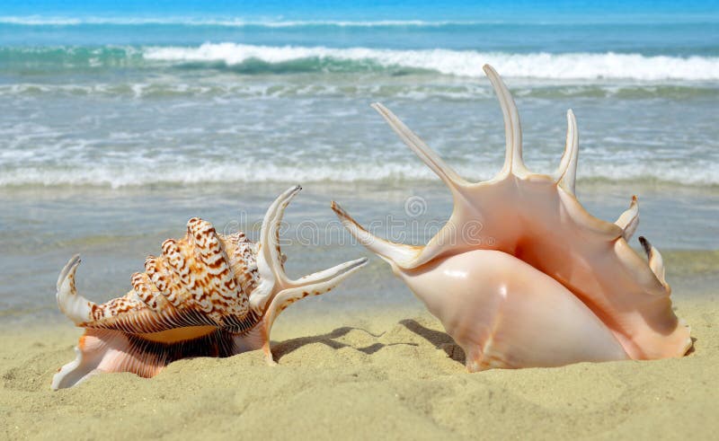Tropical conch shell stock photo. Image of lagoon, view - 19118186
