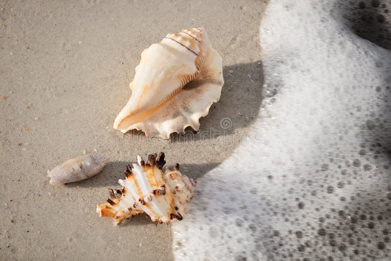 Conch Shells Washed by Gentle Waves Stock Image - Image of gentle ...