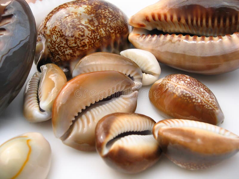 Conch Shells on White Background Stock Image - Image of invertebrate ...