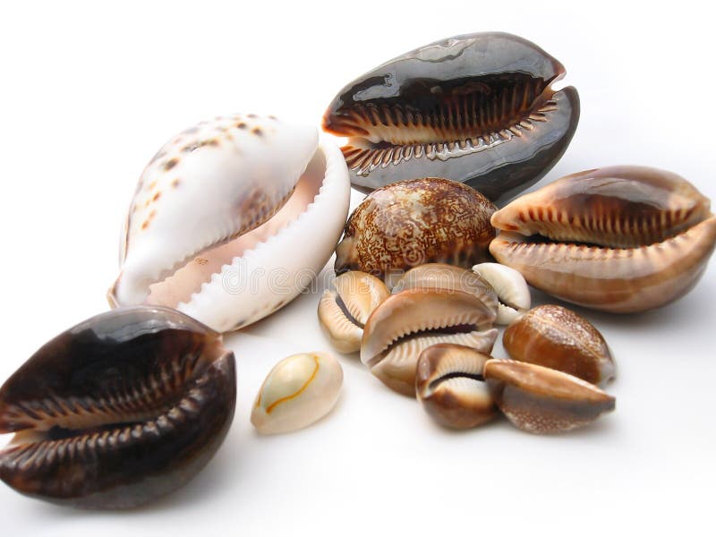 Conch Shells on White Background Stock Photo - Image of home, aquatic ...