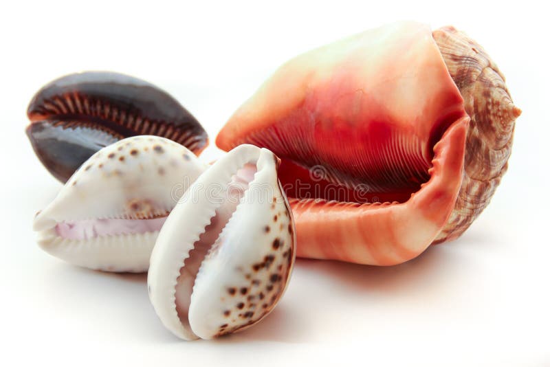 Conch Shells on White Background Stock Photo - Image of home, aquatic ...