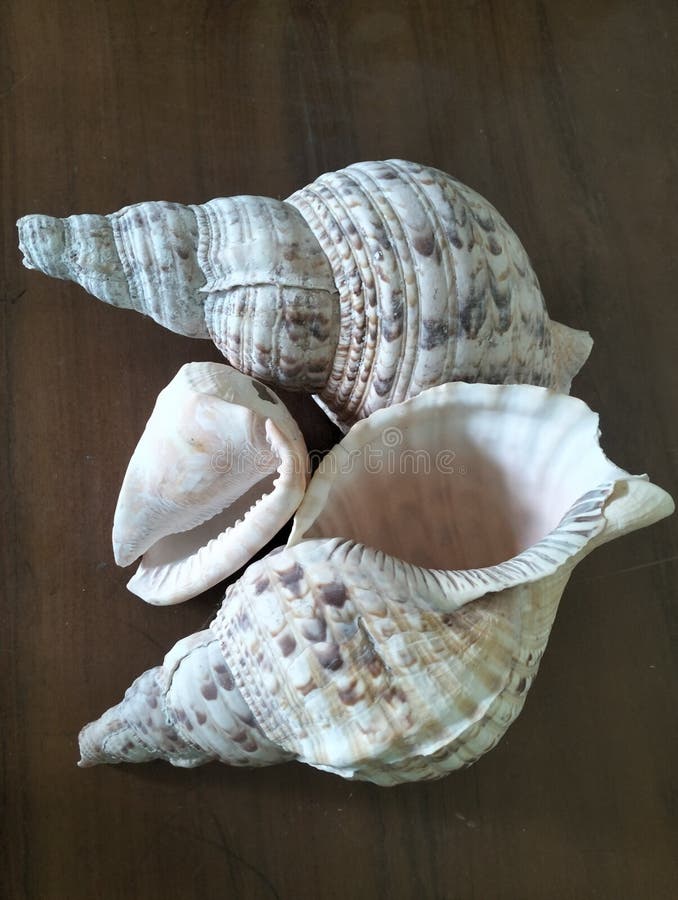The conch snail stock image. Image of animal, snail - 264182745