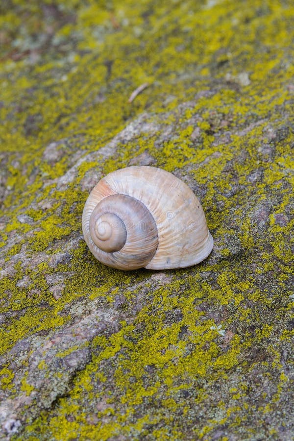 Conch snail in stone. stock image. Image of wildlife - 111838557