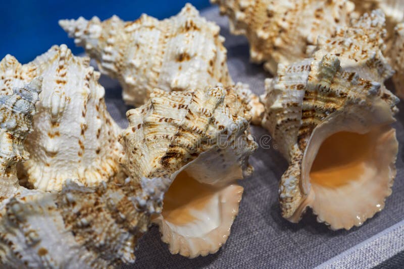 Conch Specimens of Large Marine Shells in Various Shapes Stock Image ...