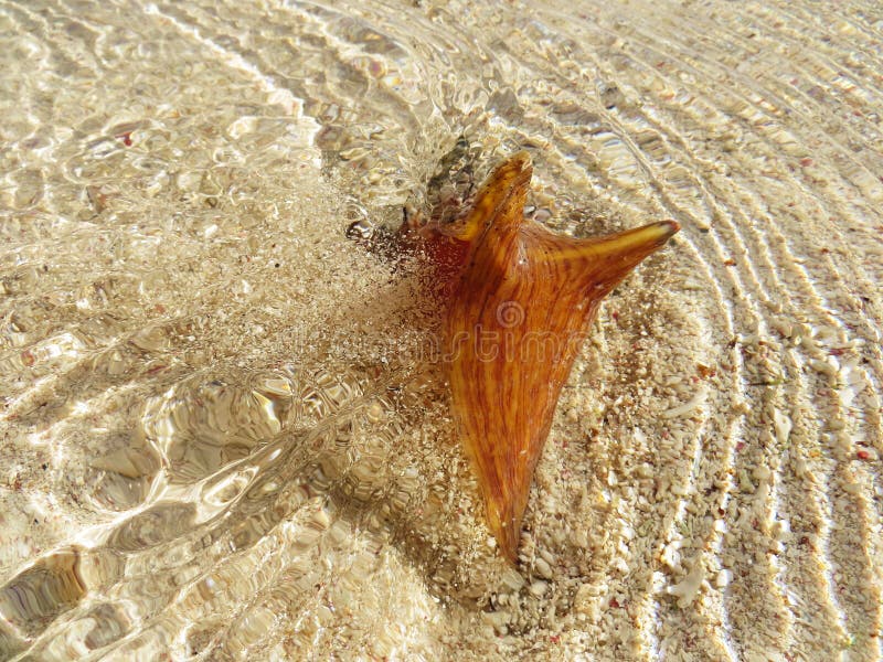 Conch splash stock photo. Image of sand, shell, caribbean - 29364212