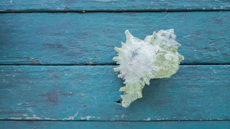 Conch on table. stock image. Image of star, romantic - 65496341