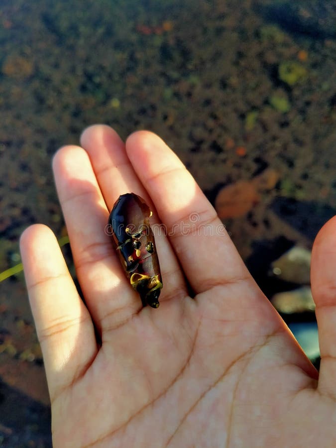 Conch in Tolire Ici lake stock image. Image of lake - 272976599