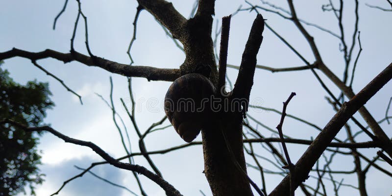 Conch trees and clouds stock photo. Image of conch, spring - 209562096