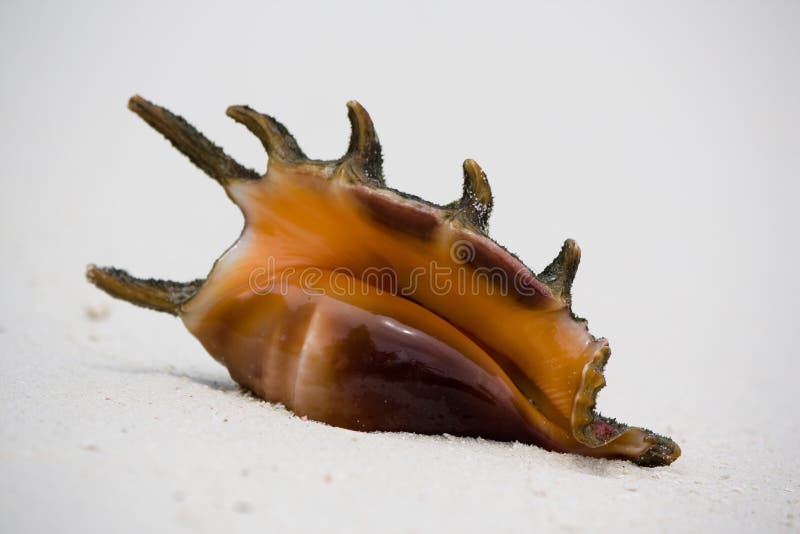 Conch on white sand stock photo. Image of atoll, perfect - 13532774