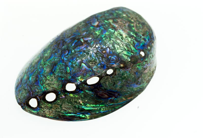 Concha Aislada De Maori Paua Foto de archivo - Imagen de nair, extracto ...