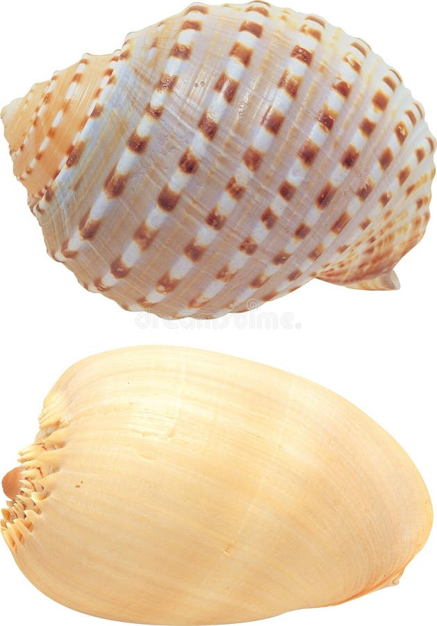 Concha imagen de archivo. Imagen de océano, espiral - 192948829