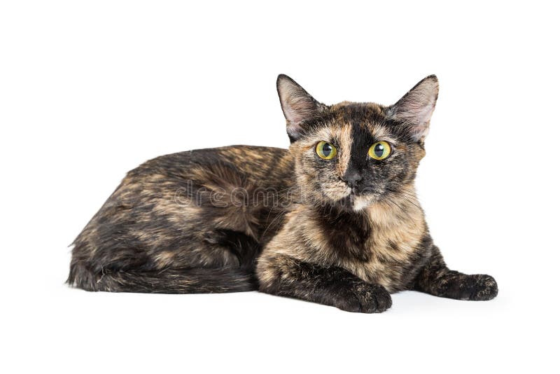 Concha Bonita Cat Isolated En Blanco Foto de archivo - Imagen de salir ...