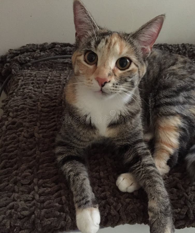 Concha bonita Tabby Cat foto de archivo. Imagen de animales - 88309570