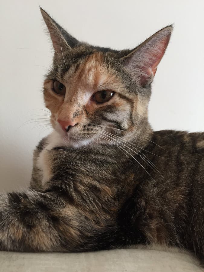 Concha bonita Tabby Cat foto de archivo. Imagen de animales - 88309570