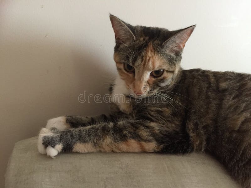 Concha bonita Tabby Cat foto de archivo. Imagen de animales - 88309570