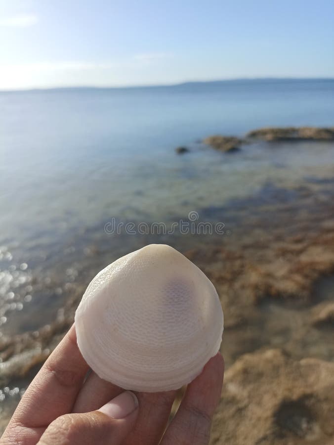 Concha branca na praia foto de stock. Imagem de dedo - 268399236