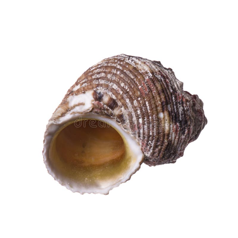 Concha De Mar Aislada En Blanco Imagen de archivo - Imagen de vieira ...