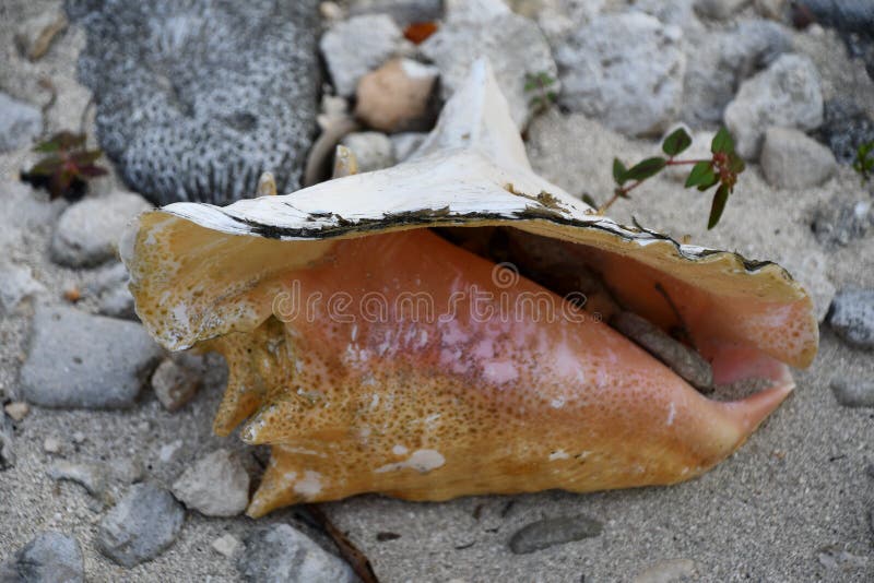 Concha de concha imagem de stock. Imagem de feriado - 250384889