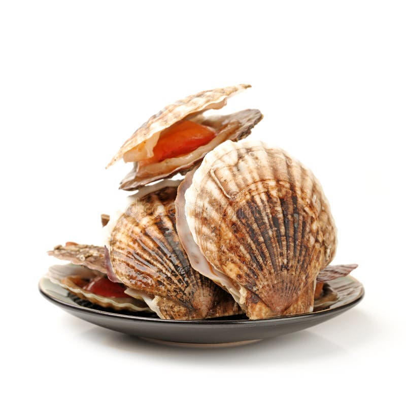 Concha de peregrino foto de archivo. Imagen de horizontal - 123493244