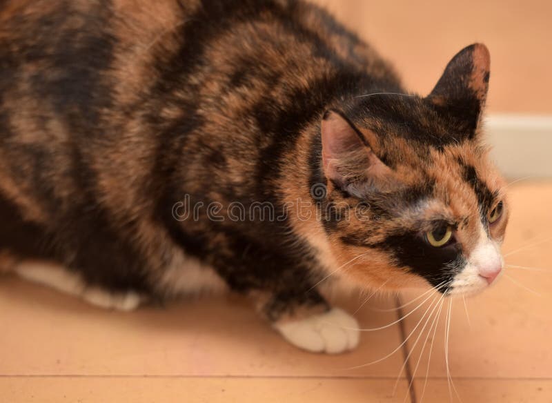 Concha De Tartaruga Do Gato De Chita Imagem de Stock - Imagem de ...