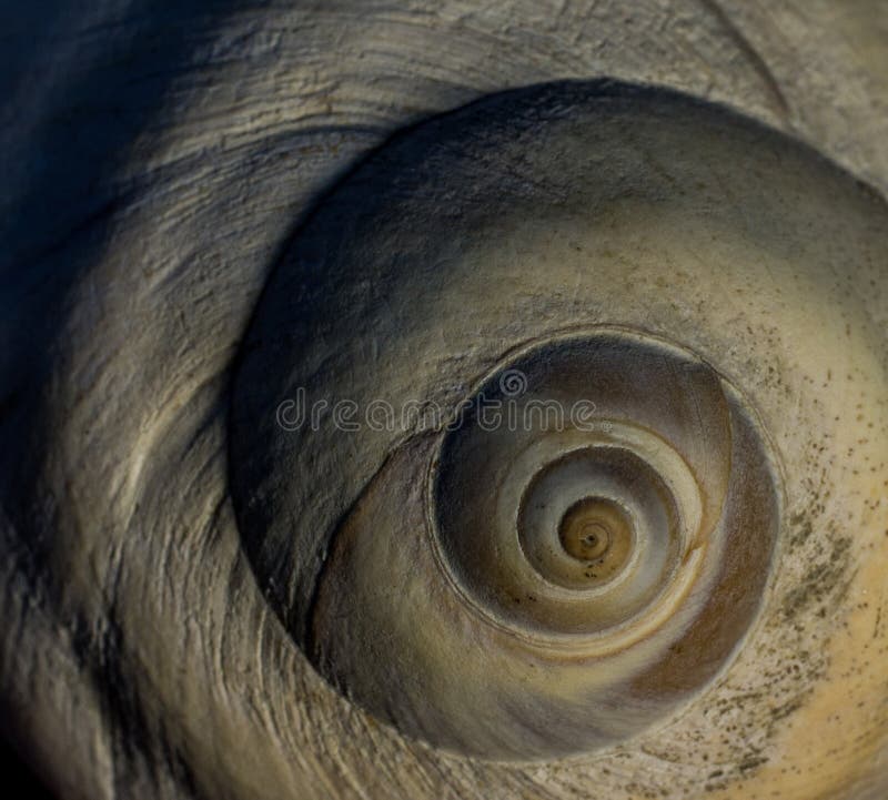Concha Do Mar Do Caracol Da Lua Foto de Stock - Imagem de circular ...