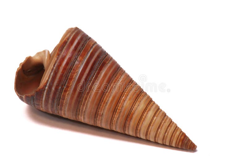 Concha do mar do cone imagem de stock. Imagem de restos - 31544135