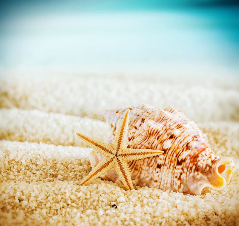Concha Do Mar E Estrela Do Mar Em Uma Praia Tropical Foto de Stock ...