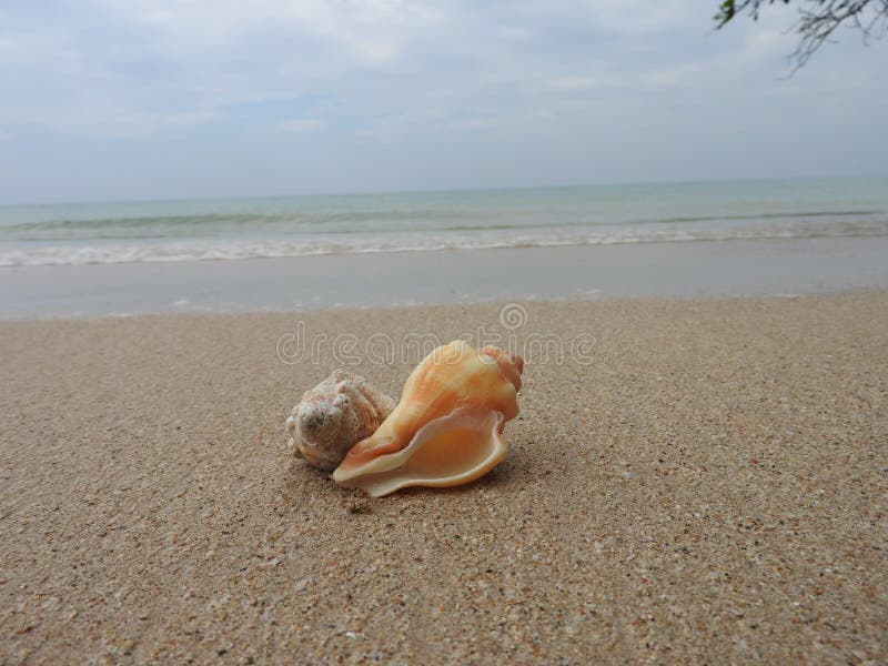 Concha do mar na praia imagem de stock. Imagem de macro - 107807551