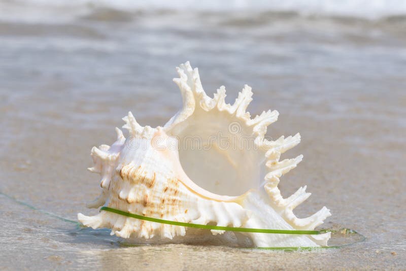 Concha do mar na praia foto de stock. Imagem de praia - 119914608