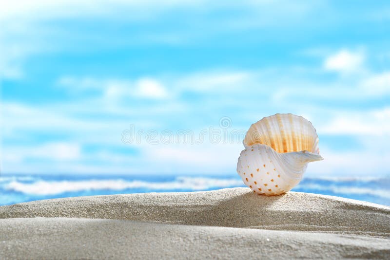 Concha do mar na praia foto de stock. Imagem de tropical - 58522944