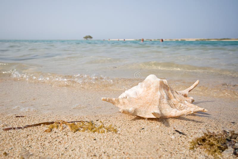 Concha do mar na praia foto de stock. Imagem de grande - 62760148