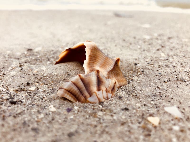 Concha Do Mar Na Praia Do Oceano Imagem de Stock - Imagem de concha ...