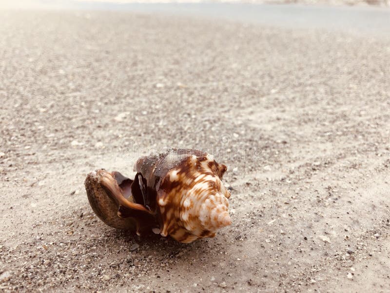 Concha Do Mar Na Praia Do Oceano Imagem de Stock - Imagem de oceano ...