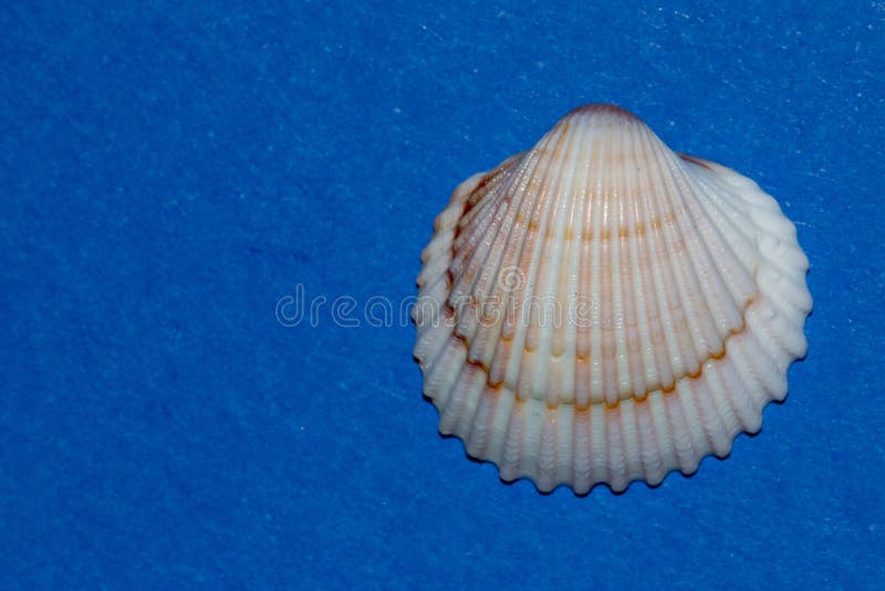Concha Do Mar No Fundo Azul Imagem de Stock - Imagem de marisco, oceano ...
