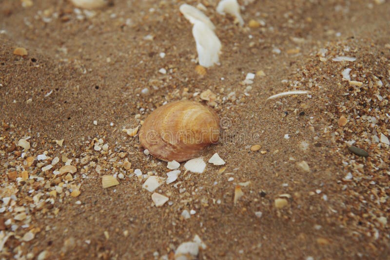Concha Do Mar No Fundo Da Areia E De Shell Esmagados Imagem de Stock ...