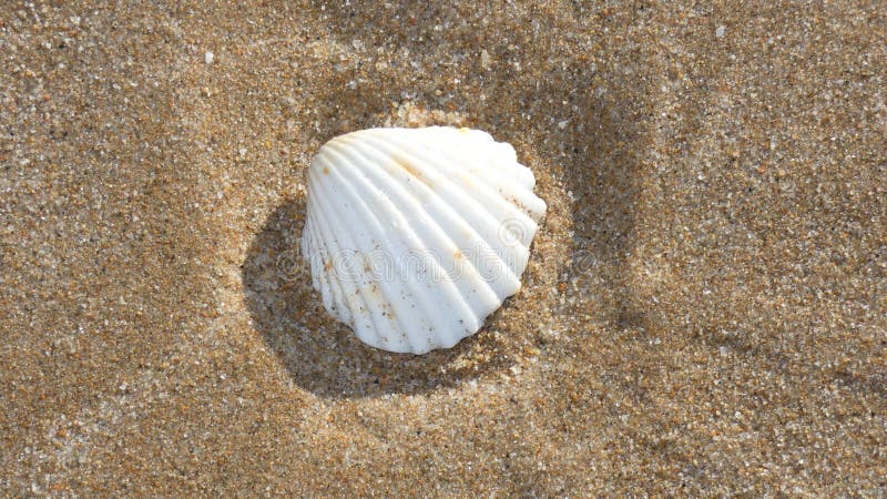 Concha en arena stock photo. Image of concha, beach - 106769242