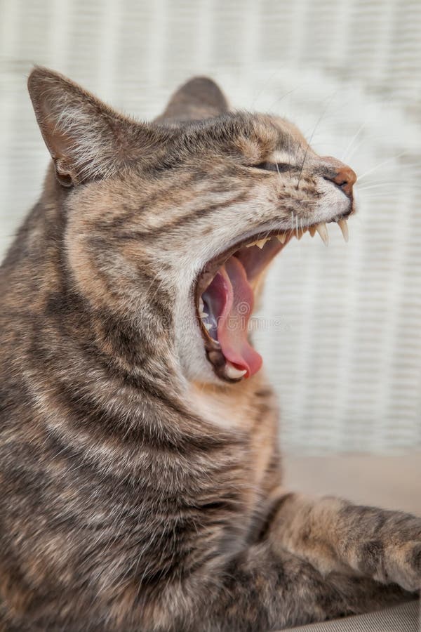 Gato De Bostezo Del Concha-Tabby Imagen de archivo - Imagen de peludo ...